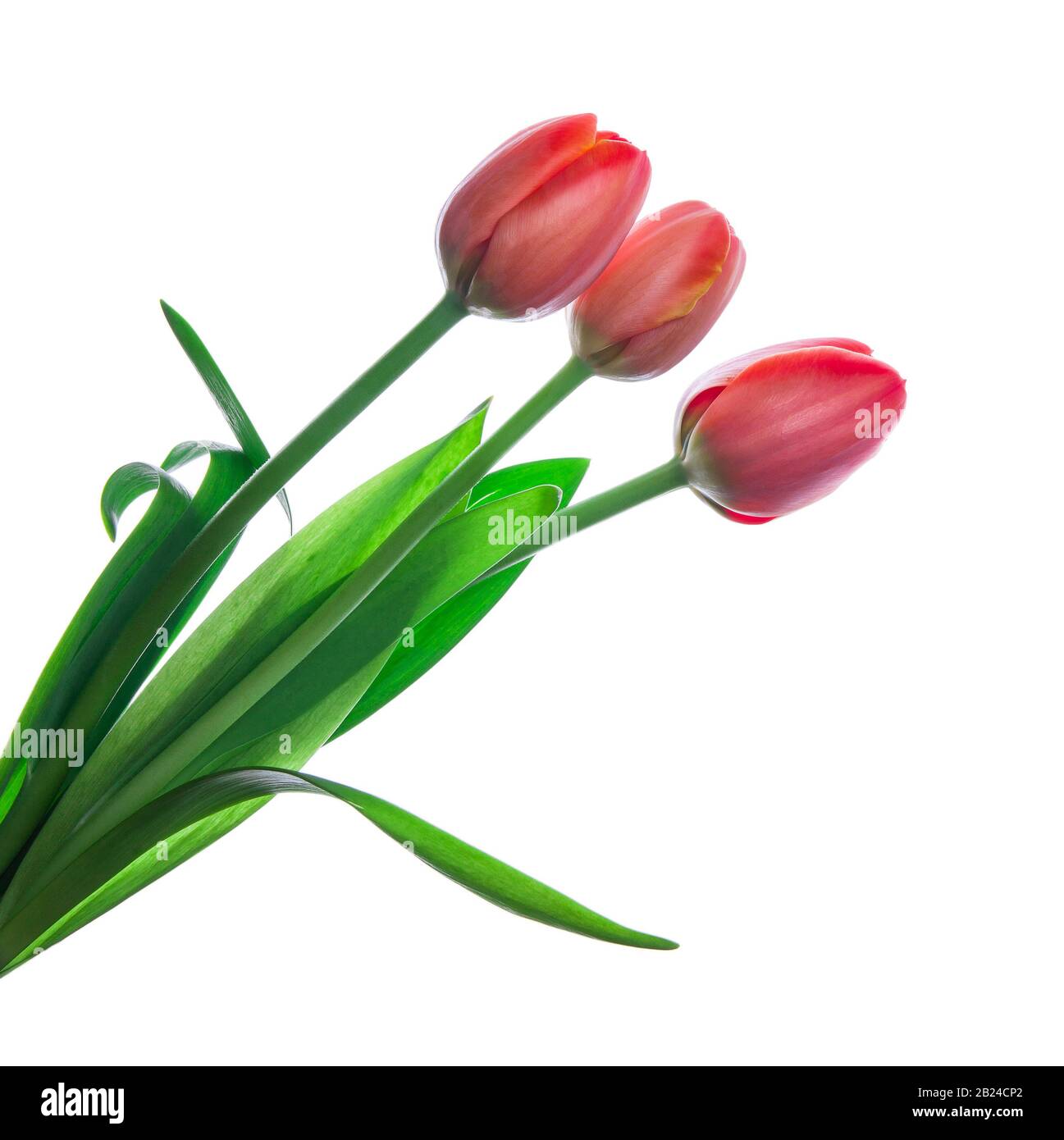 three red tulips on a white background Stock Photo - Alamy