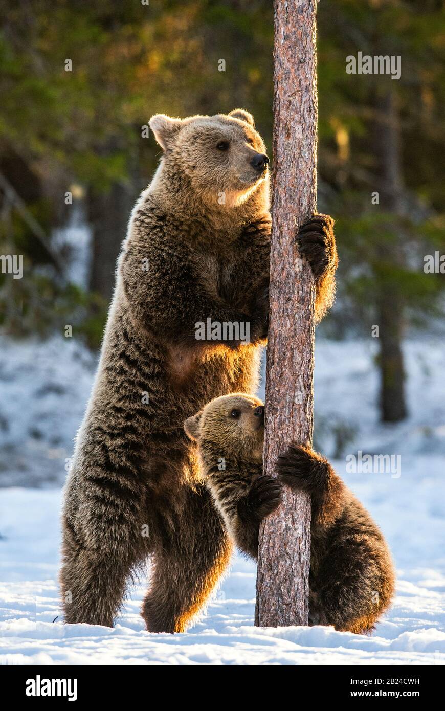 Brown bears stands on its hind legs by and Bear Cubs Climbing a Pine ...