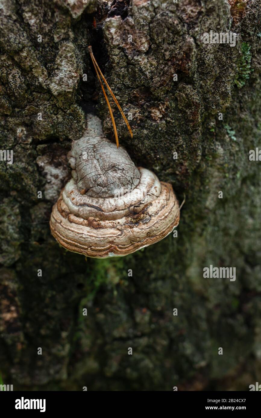 small larch sponge grows on a tree trunk Stock Photo - Alamy