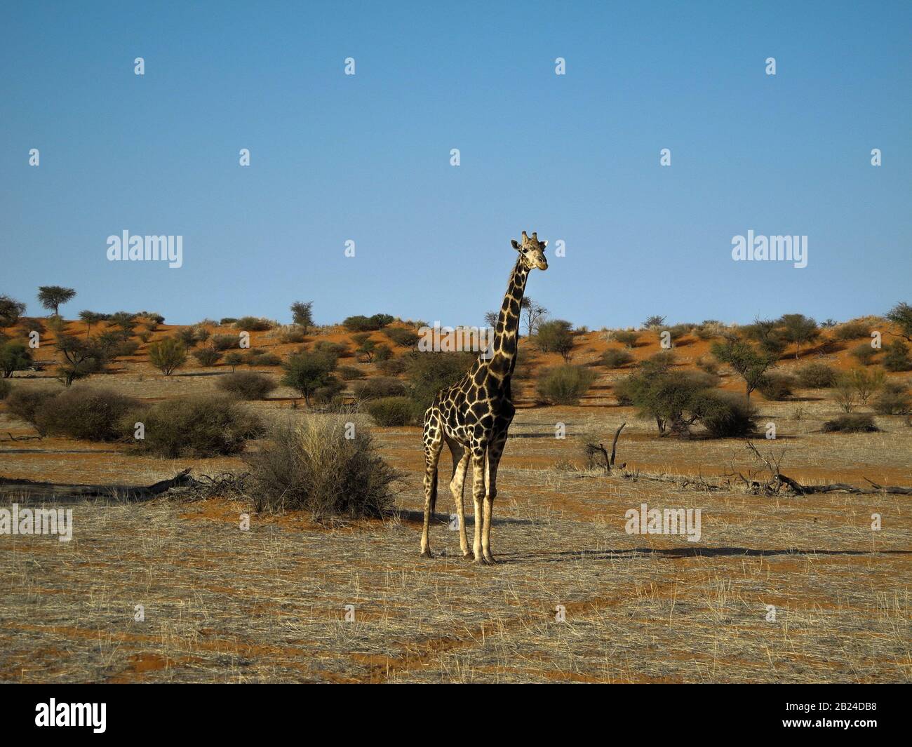 Namib desert giraffe hi-res stock photography and images - Alamy