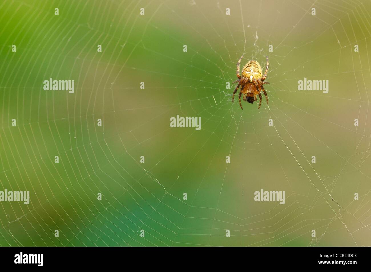 Spider garden-spider (lat. Araneus) of the genus araneomorph spiders of ...