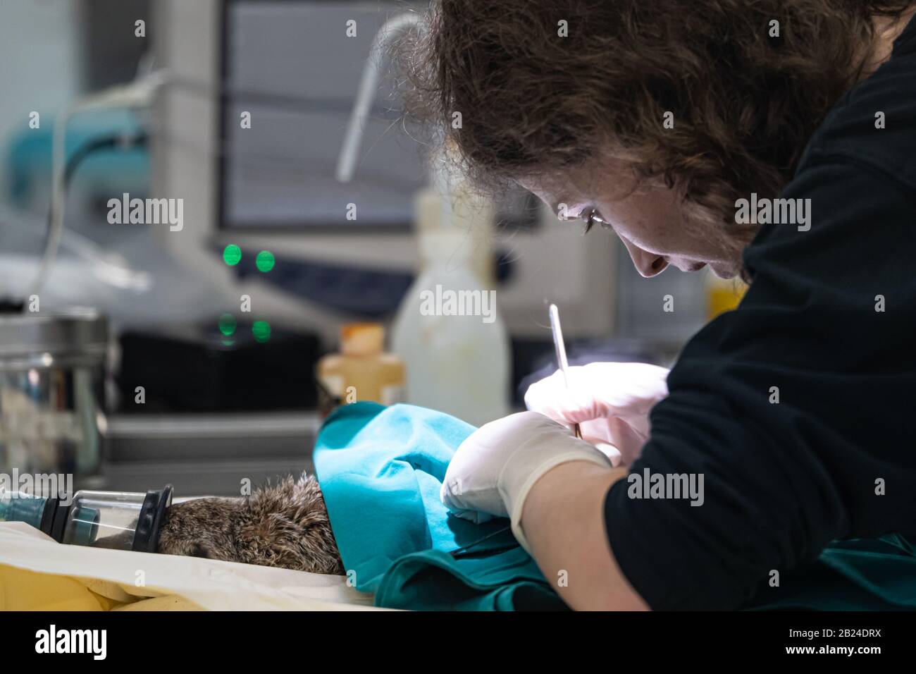 Zoo vets performing an operation on a Meerkat (Suricata suricatta ...