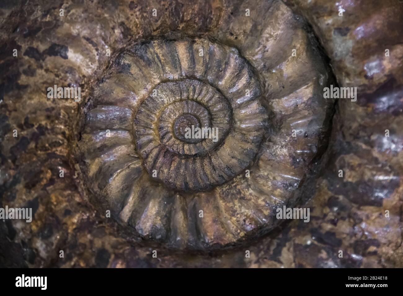 Spiral fossilized shell of extinct ammonite at shallow depth of field ...