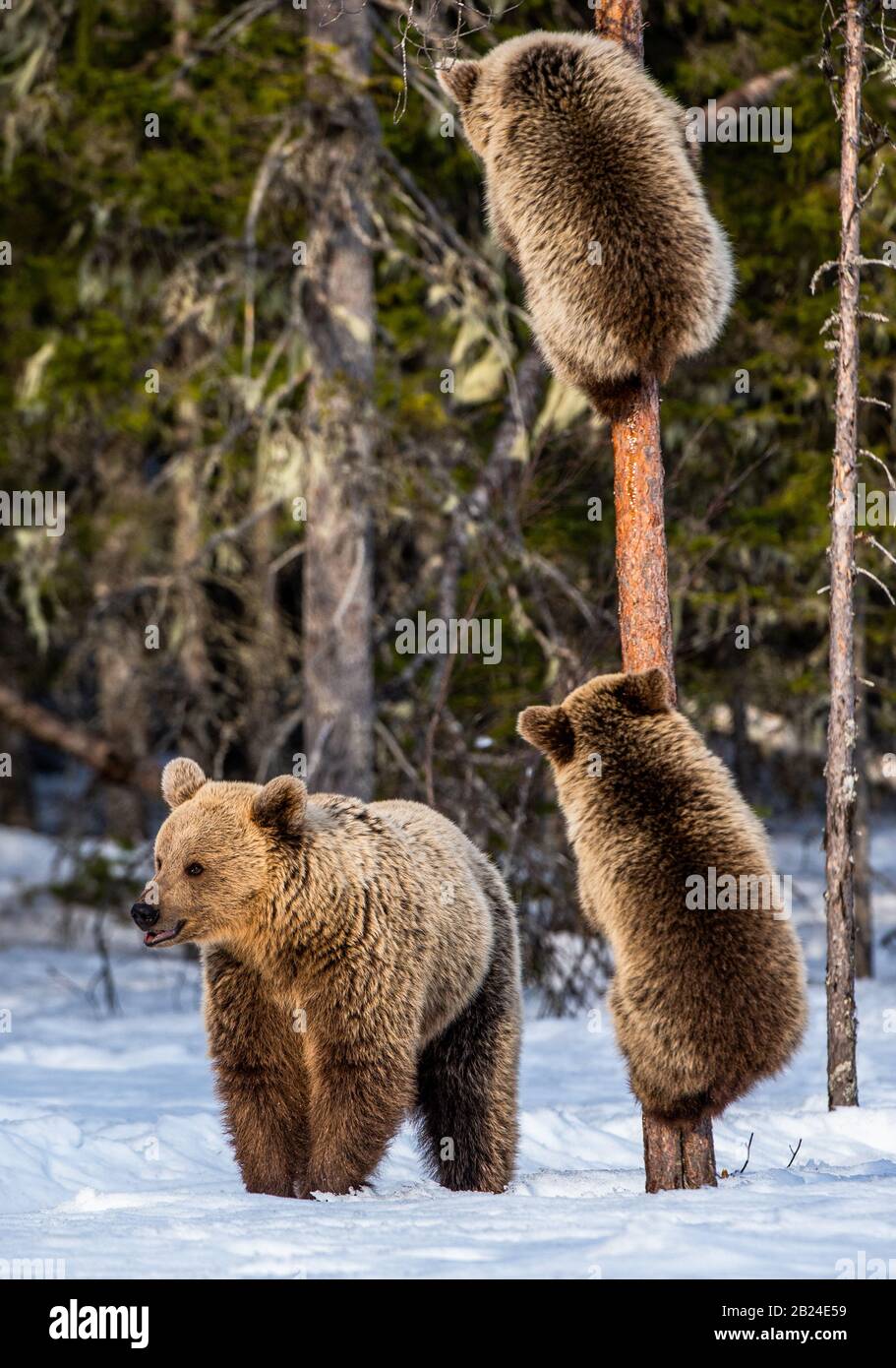 Bear Cubs Climbing a Pine Tree. She-Bear and bear cubs in the winter ...