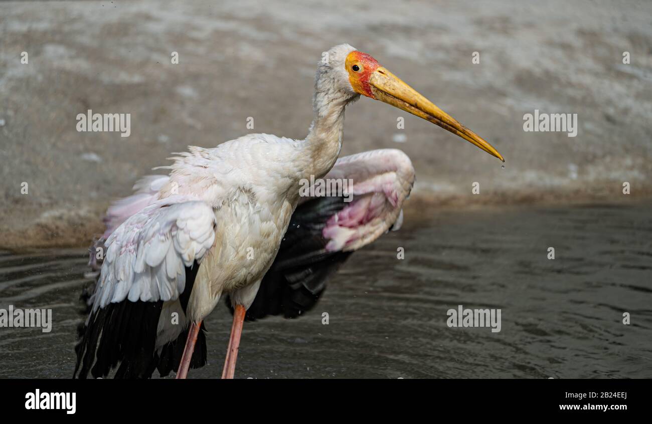 Yellow-billed stork (Mycteria ibis), Parc Zoologique de Paris (Paris ...