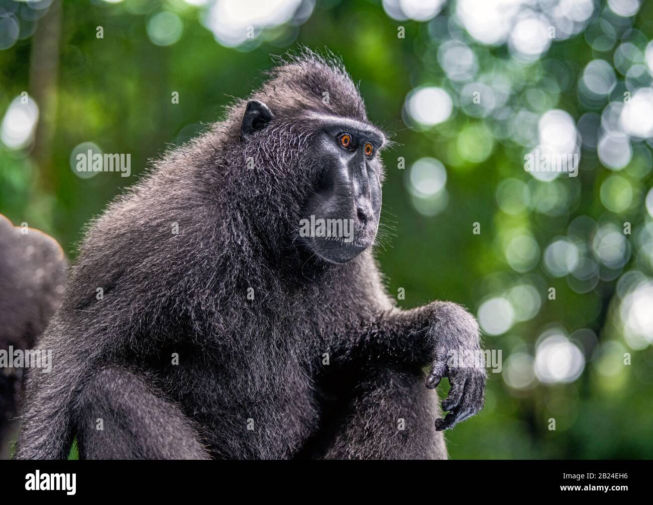 The Celebes crested macaque. Close up portrait, side view, green ...
