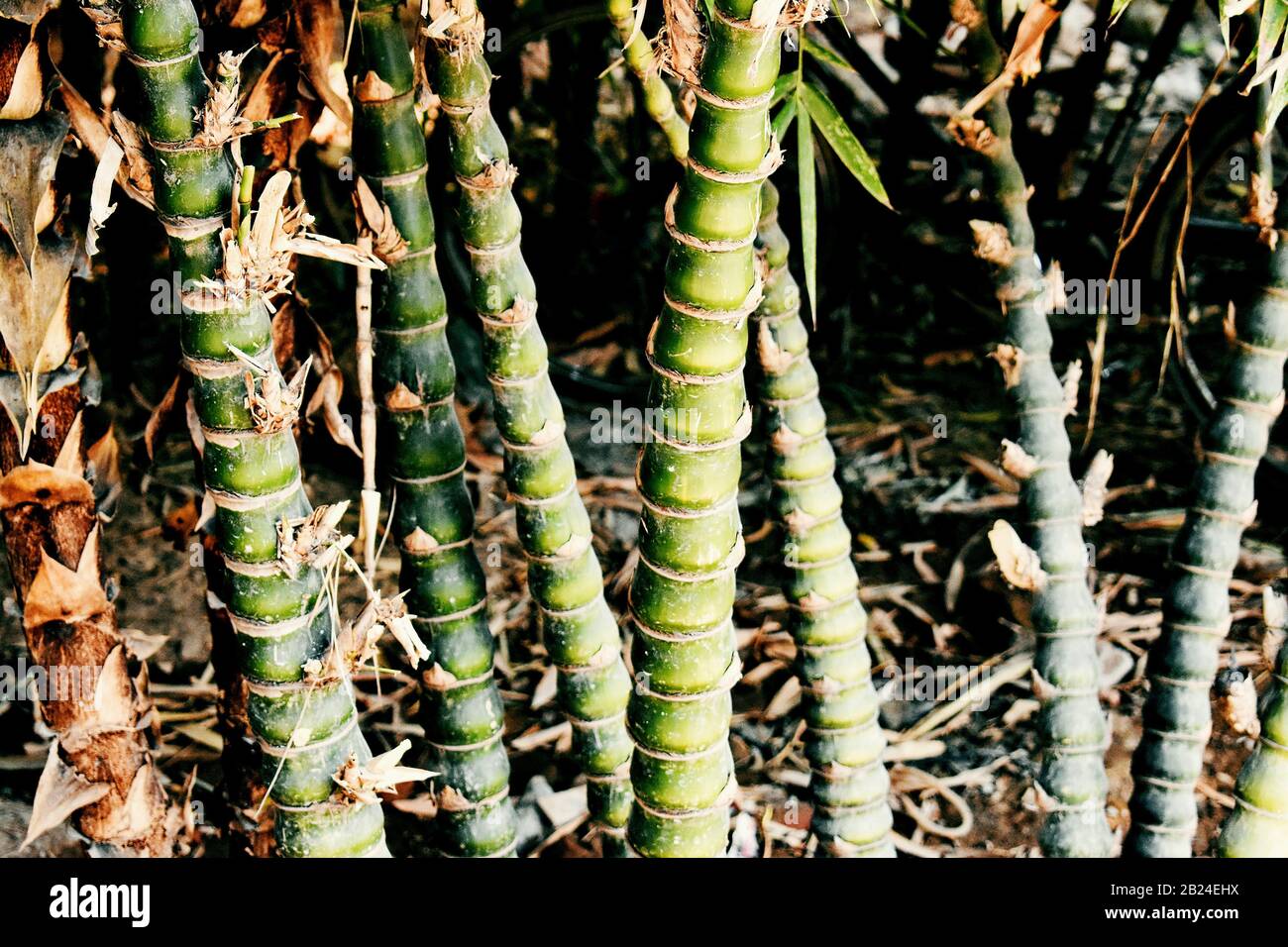 Beauty of bamboo trees hi-res stock photography and images - Alamy