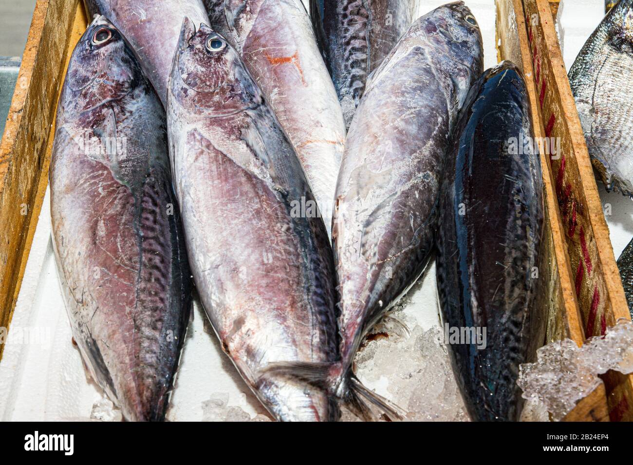 Fresh fish on ice. Fresh fish variety for sale at an outdoor fishmarket ...