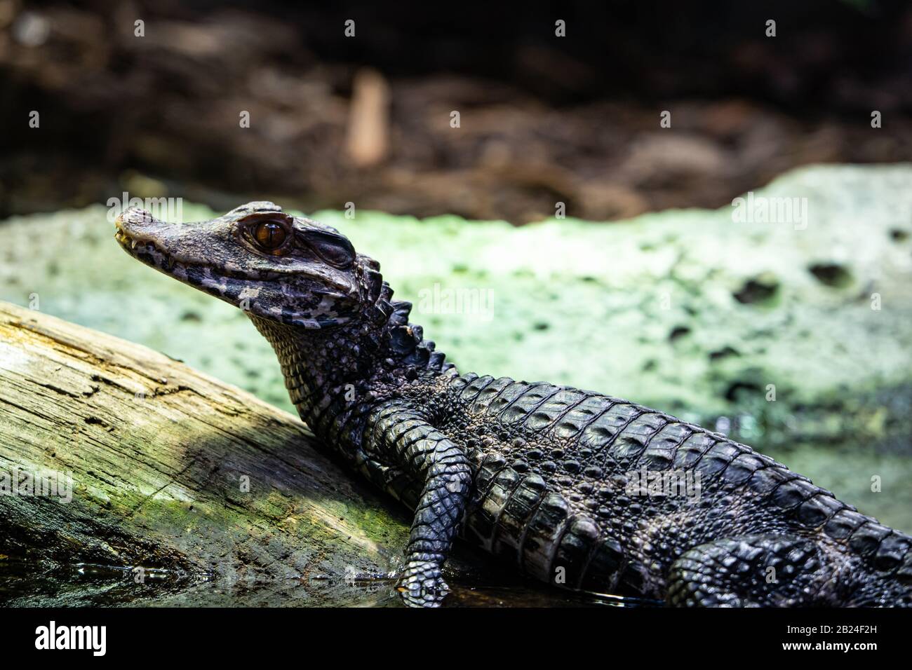 Cuvier's dwarf caiman hi-res stock photography and images - Alamy