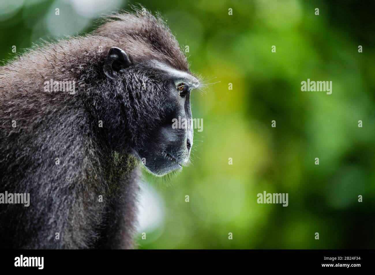 The Celebes crested macaque. Close up portrait, side view, green ...