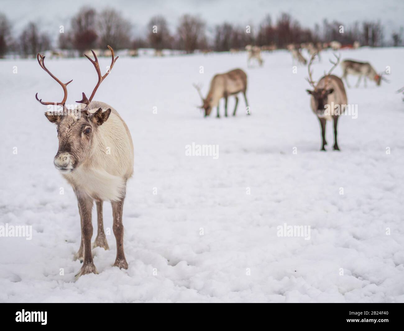Portrait of a reindeer with antlers in a village of the tribe Saami ...
