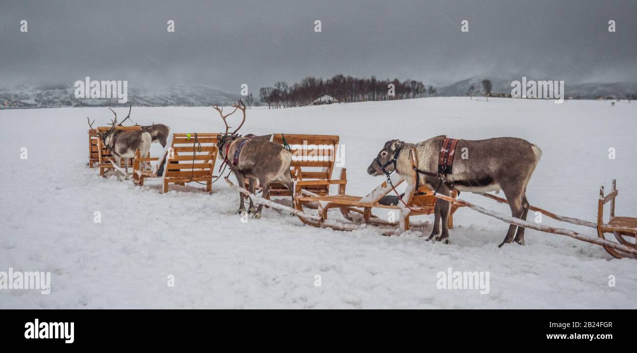 Reindeer sledding to a sleigh in a Saami village near Tromsø, Northern ...