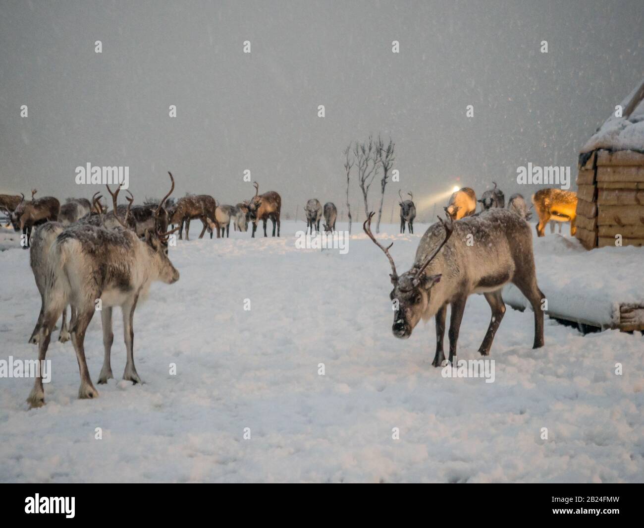 Norway reindeer sleigh hi-res stock photography and images - Alamy
