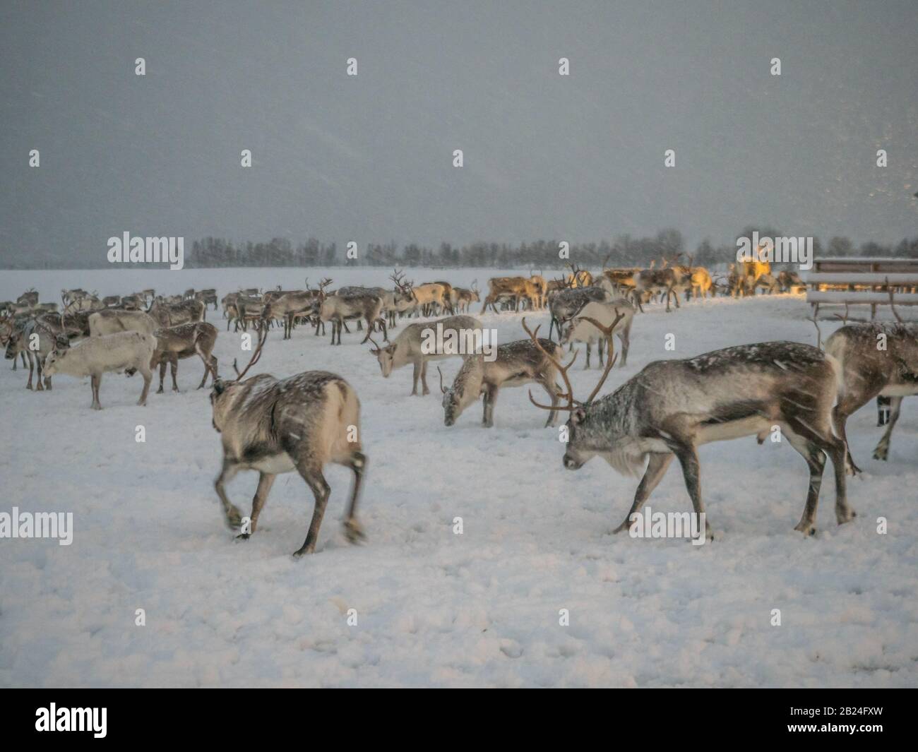 Norway reindeer sleigh hi-res stock photography and images - Alamy