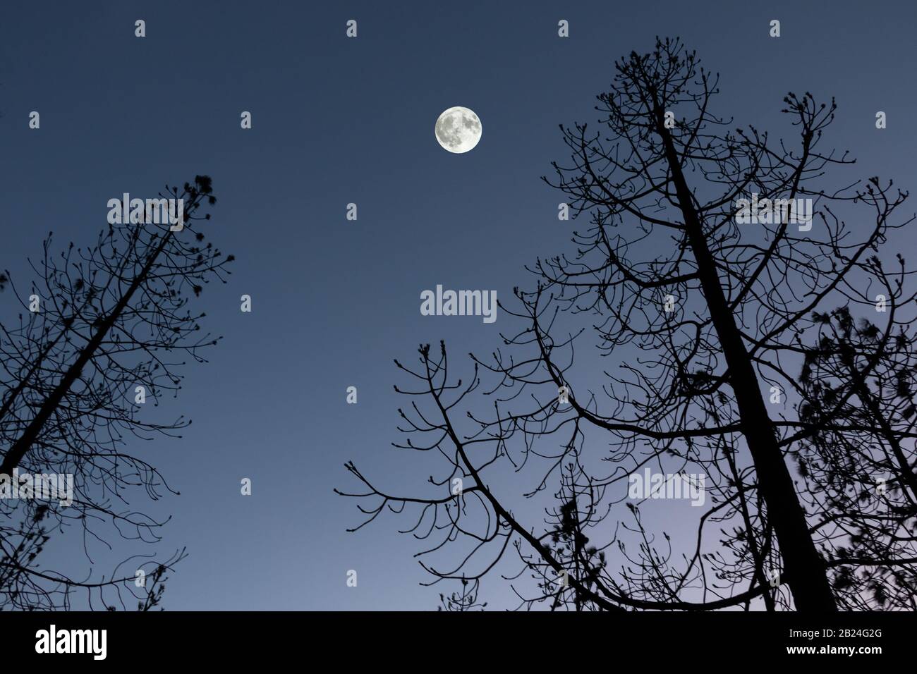 Full moon dusk pine hi-res stock photography and images - Alamy