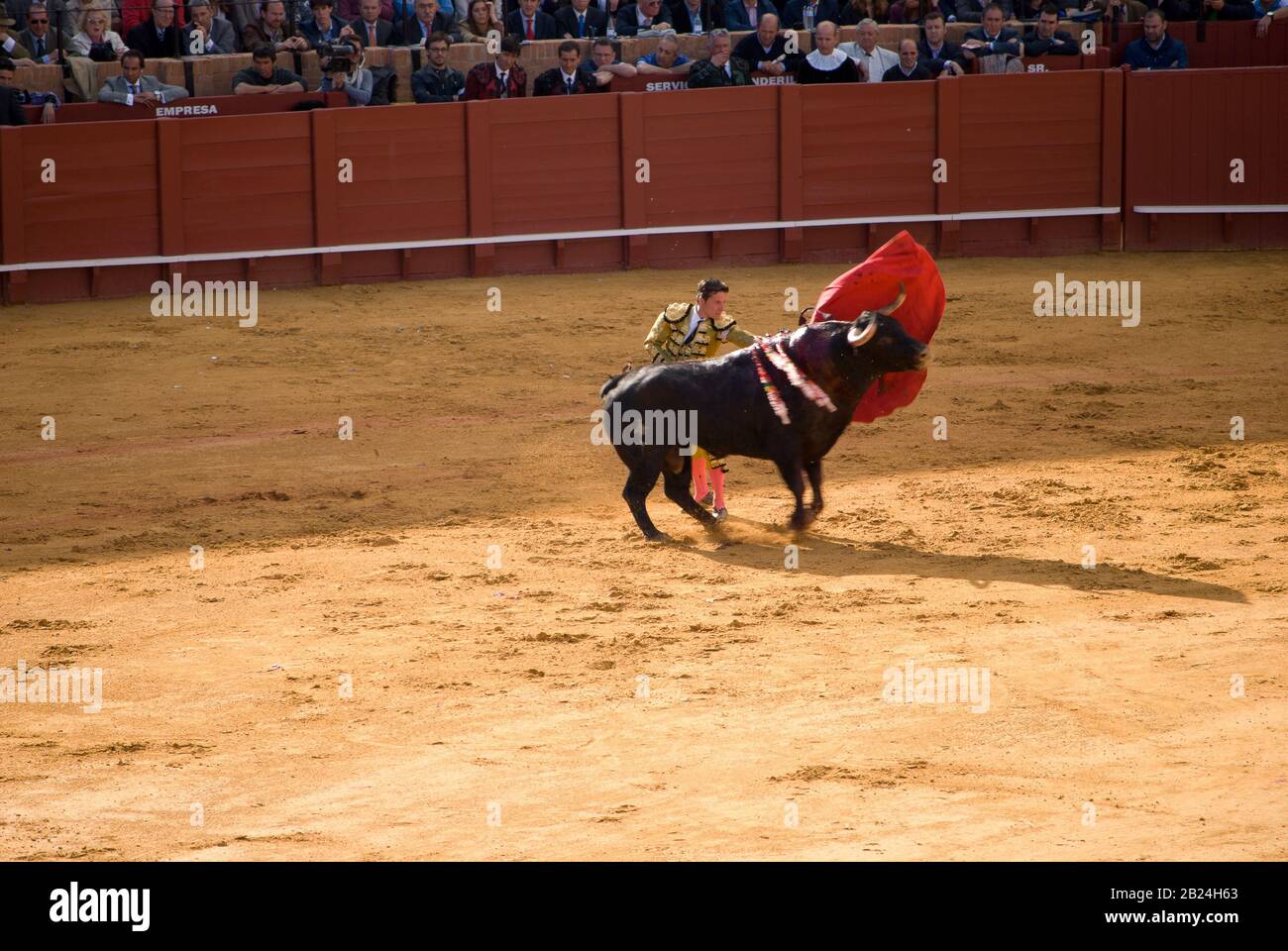 the charge of the Bull Stock Photo - Alamy