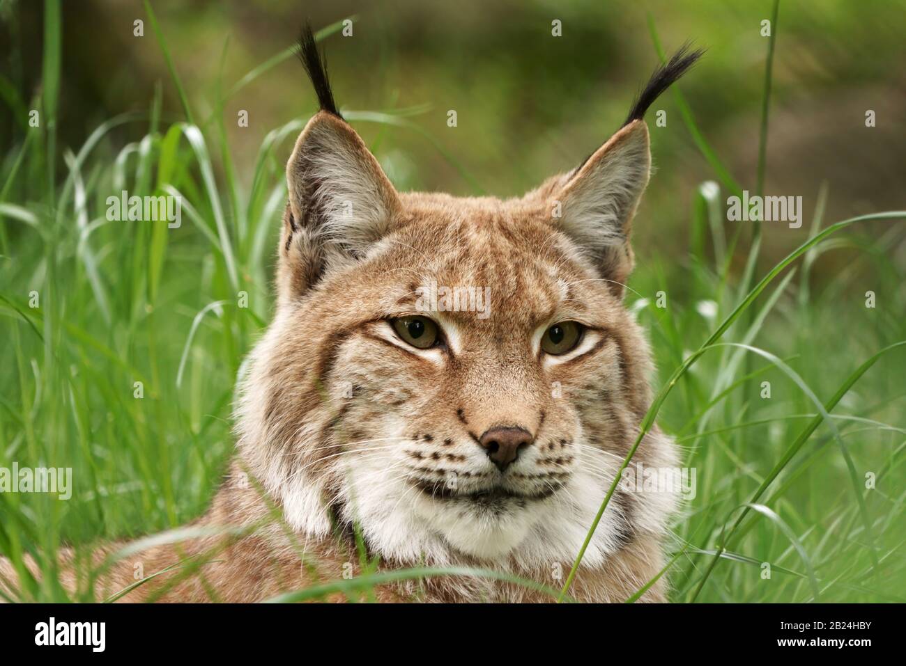 Lynx ears hi-res stock photography and images - Alamy