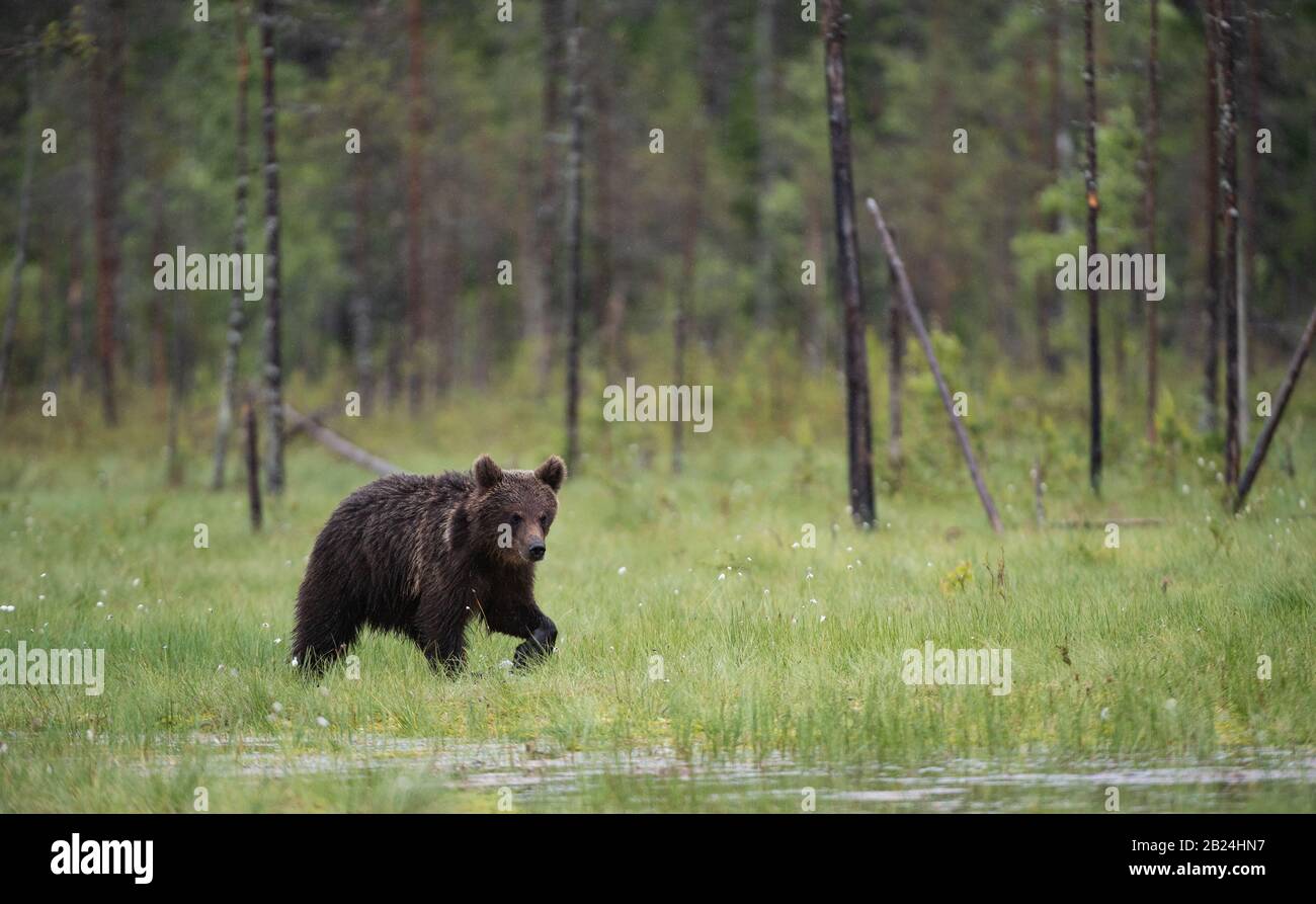 Brown bear walking on the swamp in the summer forest. Scientific name ...