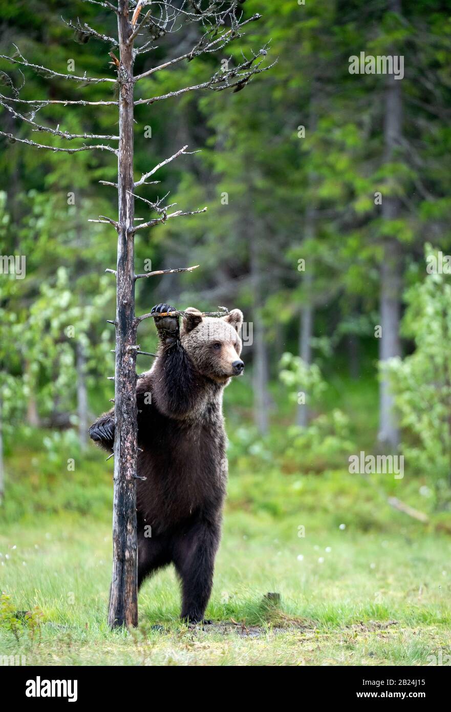 Brown bear stands on its hind legs by a tree. Scientific name: Ursus ...