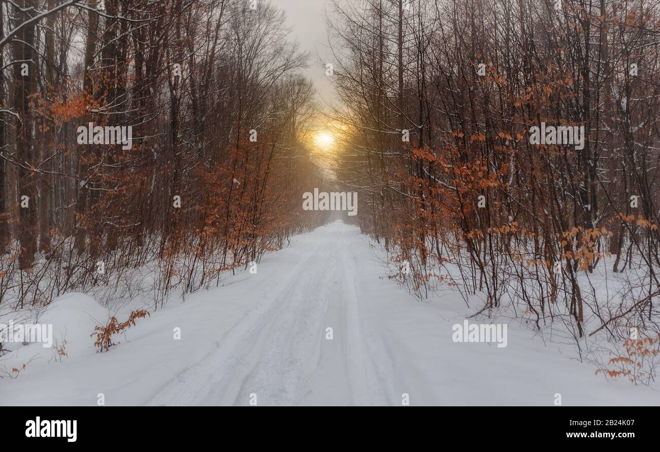 Hornbeam forest winter hi-res stock photography and images - Alamy