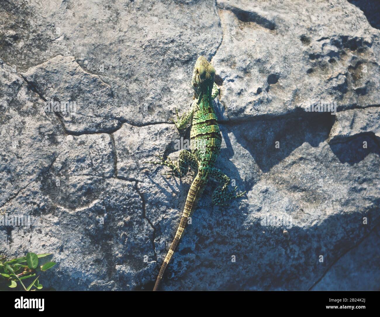 Birds eye view detail of a green yellow baby iguana on a stone, Tulum ...