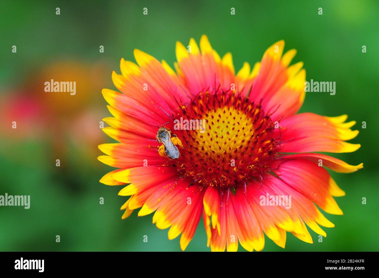Cute bee hi-res stock photography and images - Alamy