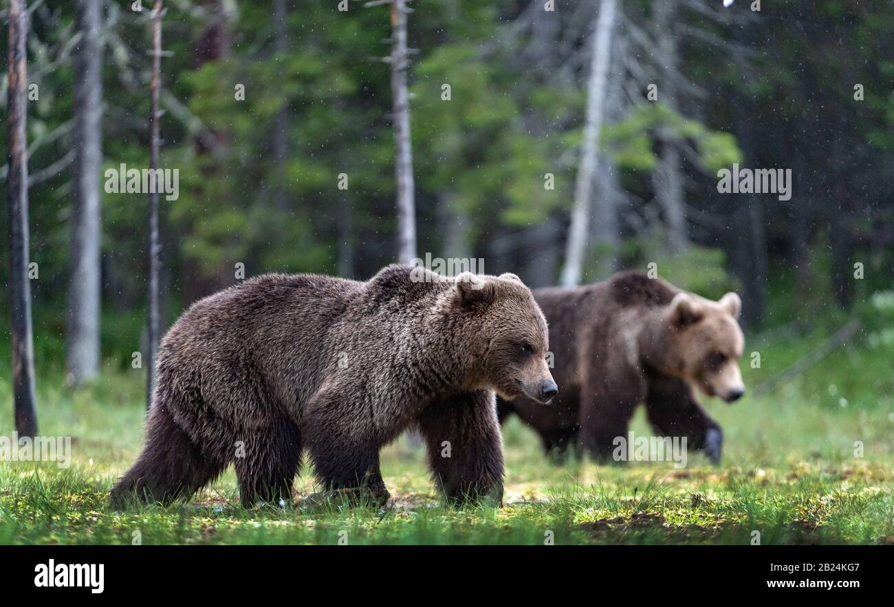 Brown bears walking on the swamp in the summer forest. Scientific name ...
