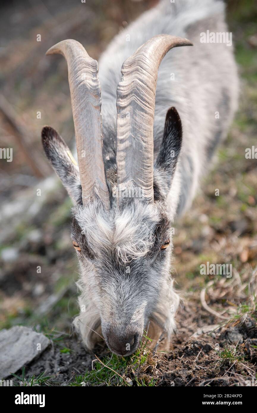 male goat or billy goat head close up from the front while eating on ...