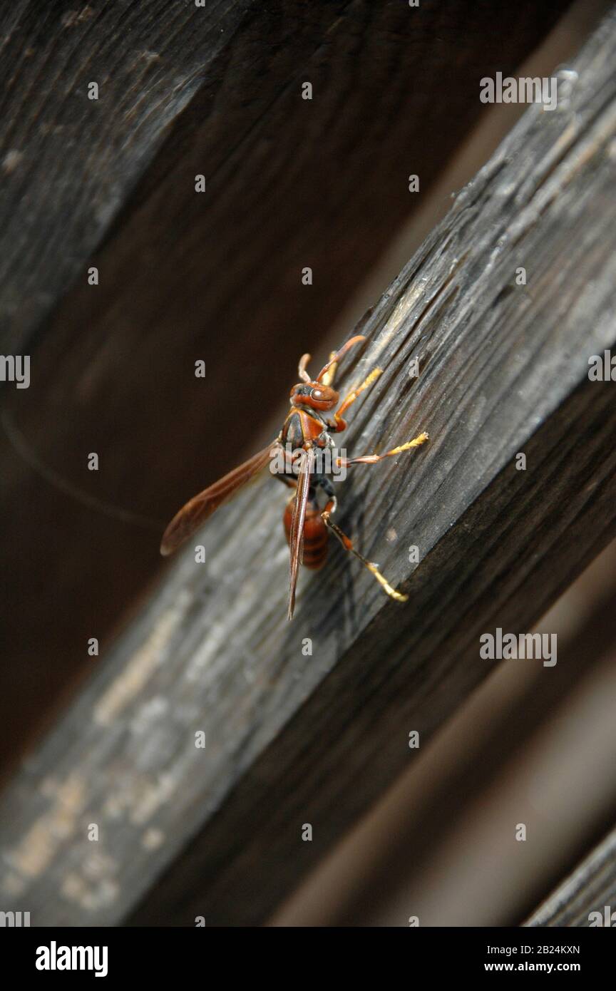 Reddish wasp hi-res stock photography and images - Alamy