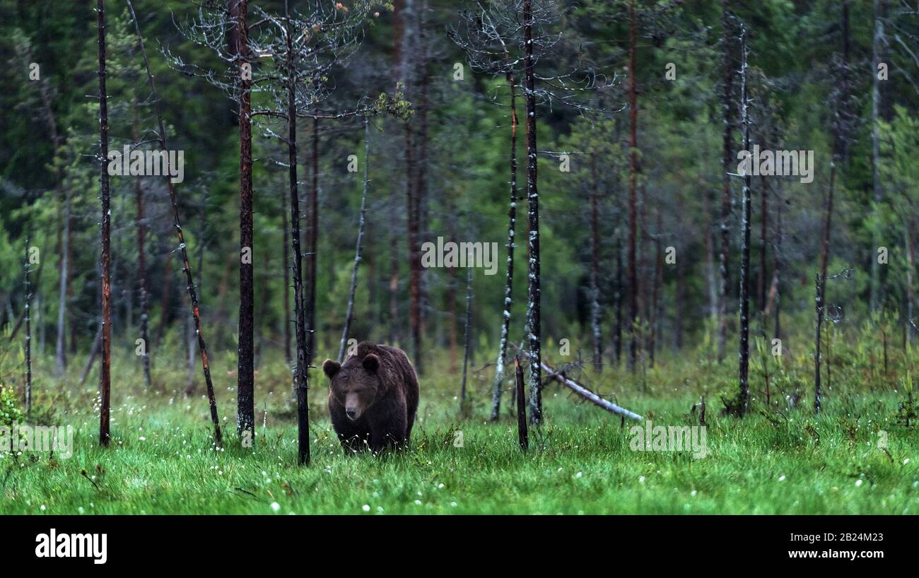 Wild Adult Male of Brown bear on the swamp in the pine forest. Front ...
