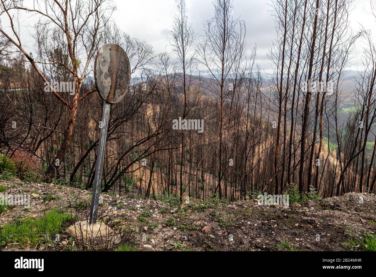 Burned tree forrest fire hi-res stock photography and images - Alamy