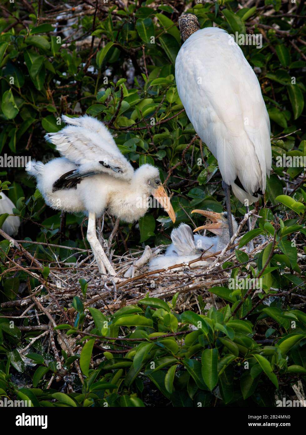 Wood stork chick at nest flapping new wings Stock Photo - Alamy
