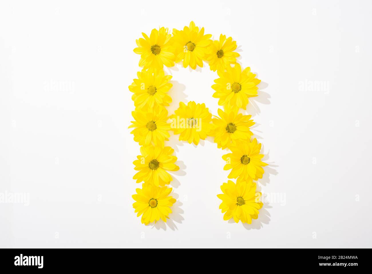 top view of yellow daisies arranged in letter R on white background ...