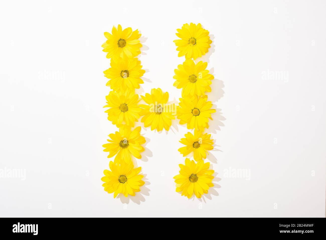 top view of yellow daisies arranged in letter H on white background ...
