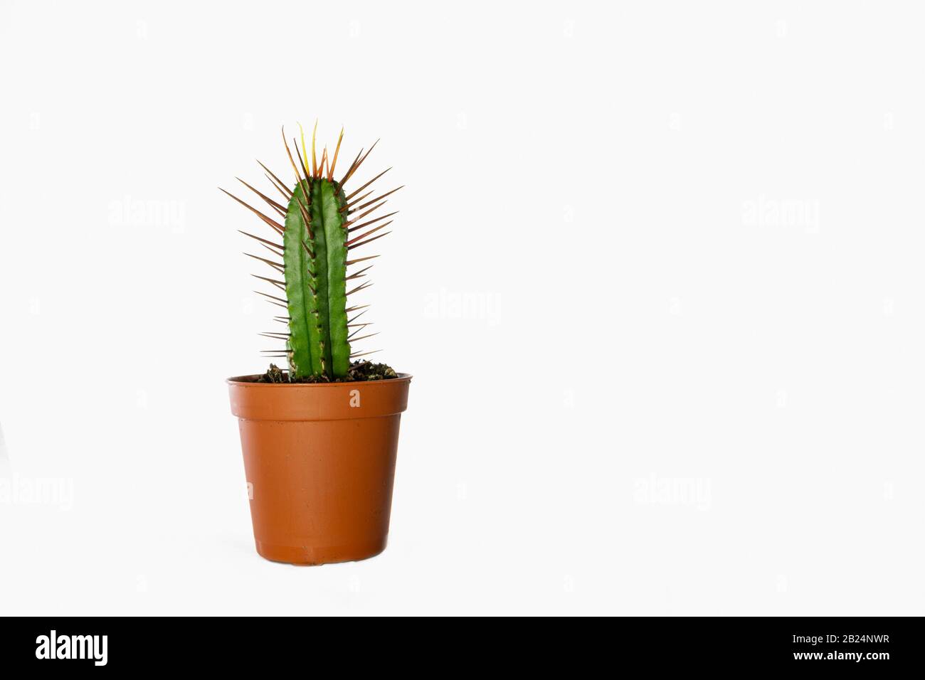 Cactus isolated on white background. front view Stock Photo - Alamy