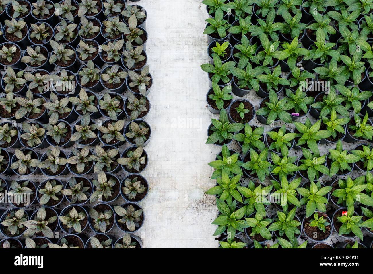 Growing seedlings in peat pots. Plants in a greenhouse, gardening and ...