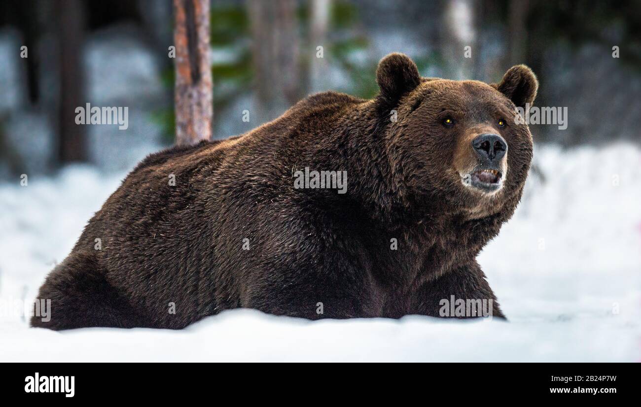 Adult male of Brown Bear lies in the snow in winter forest at night ...