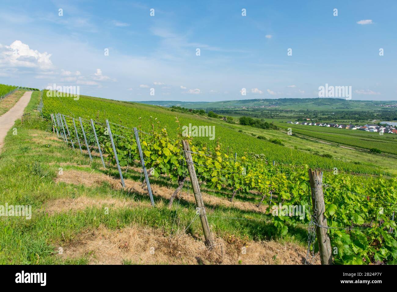 Landscape of vineyard in summer sun day. Nature background Stock Photo ...