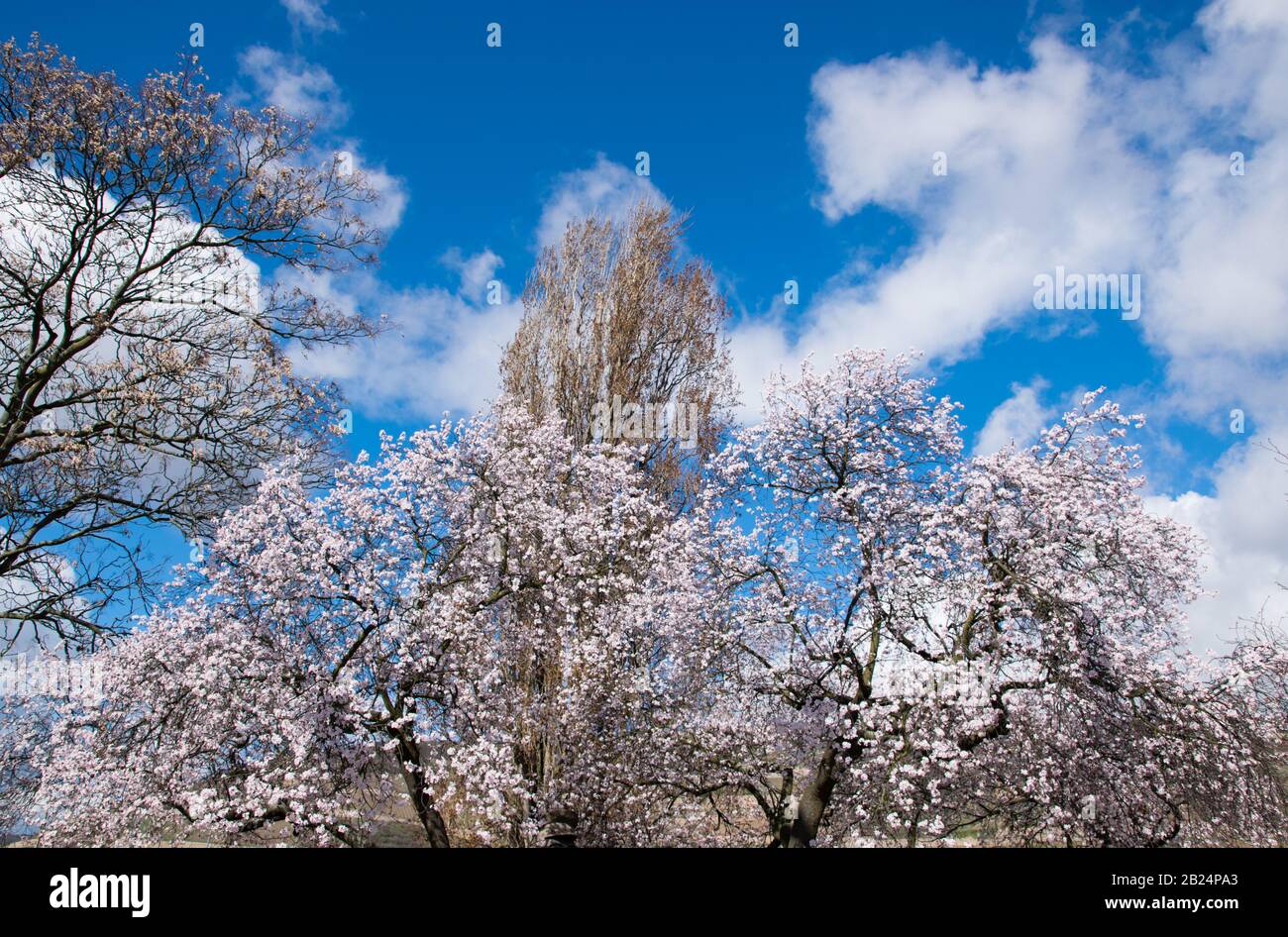 Beautiful blue sky and white clouds with spring blossoming trees ...