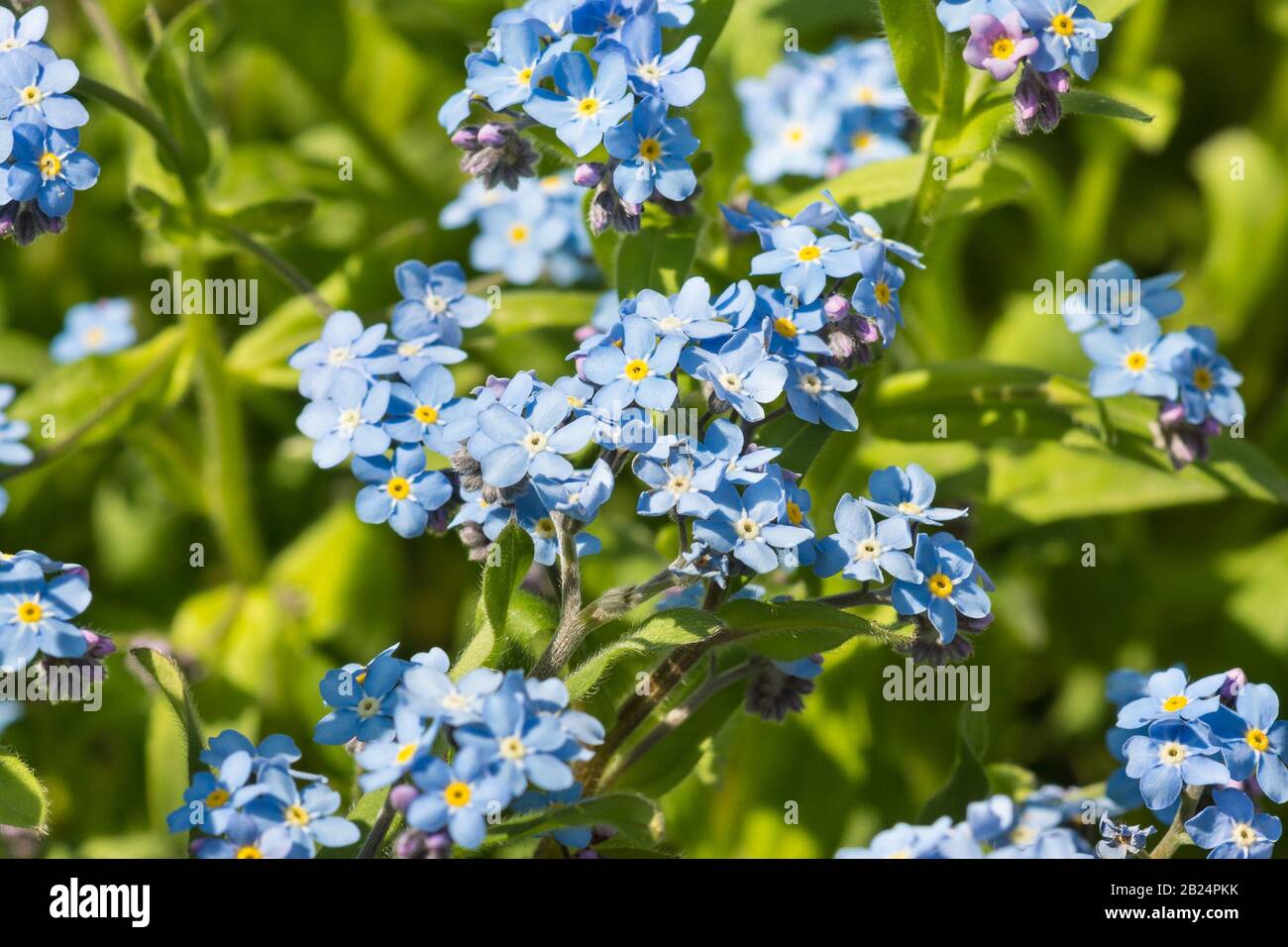 Delicate blue flowers of the forget-me-not Alpine garden (lat ...