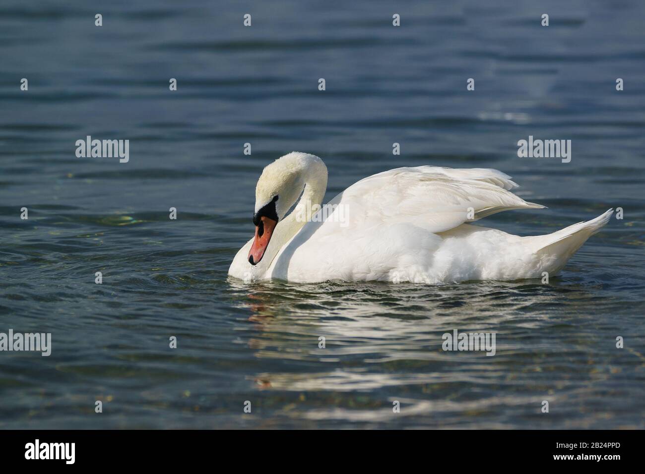 Single white adult mute Swan (lat. Cygnus olor) is a bird of the duck ...