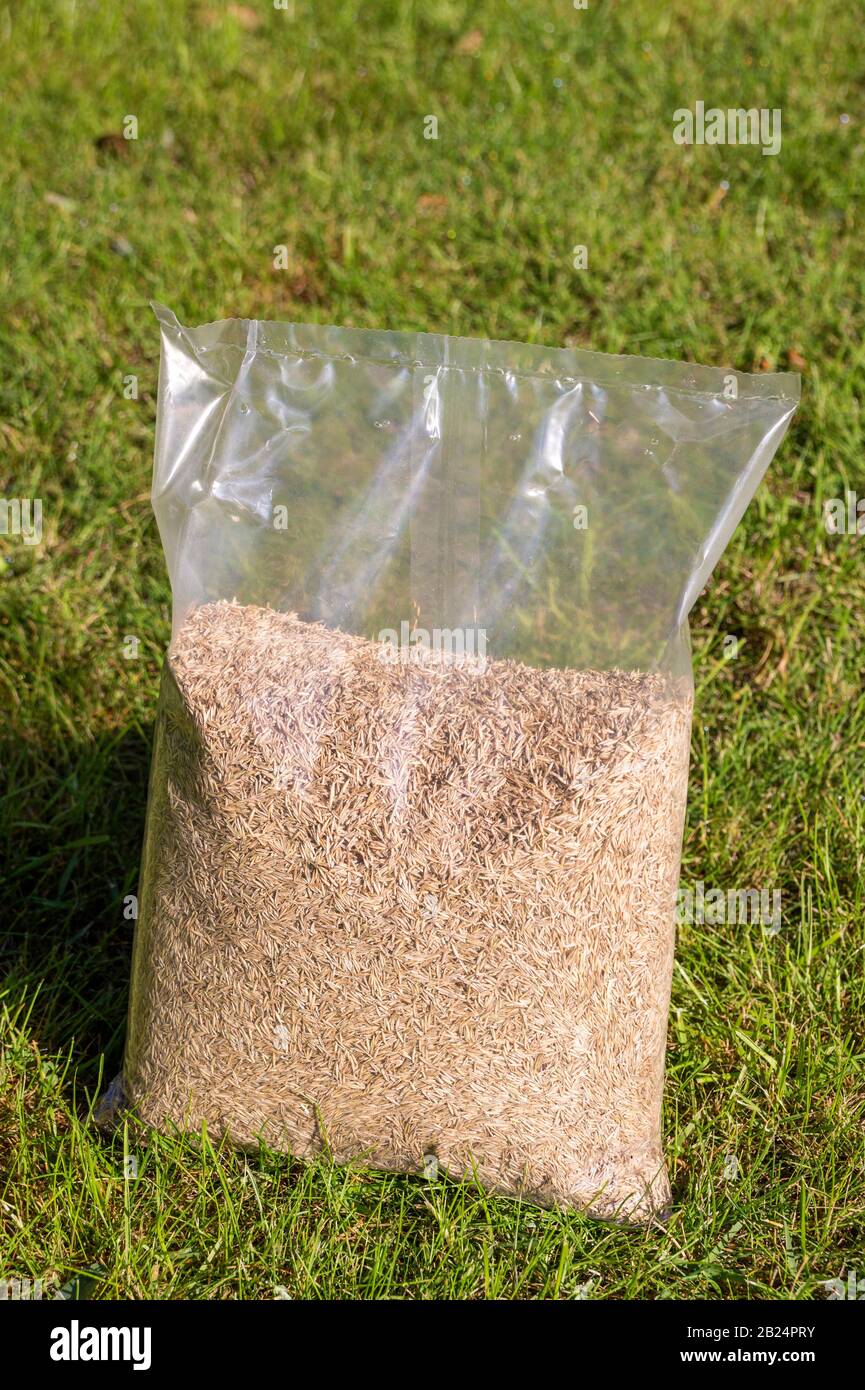 Sowing grass, setting up a lawn. Foil packaging with grass seeds Stock ...