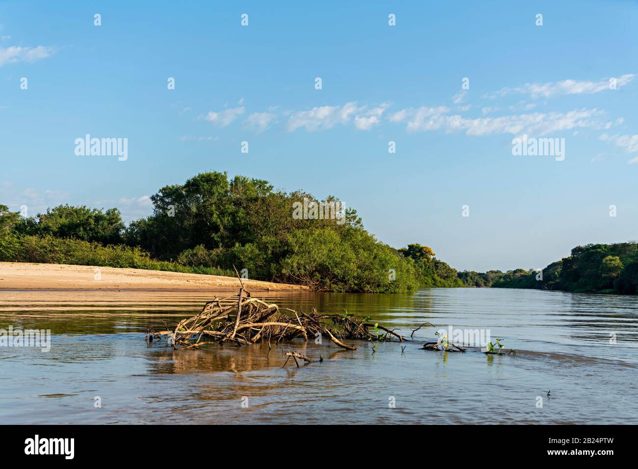 Tangle branches hi-res stock photography and images - Alamy