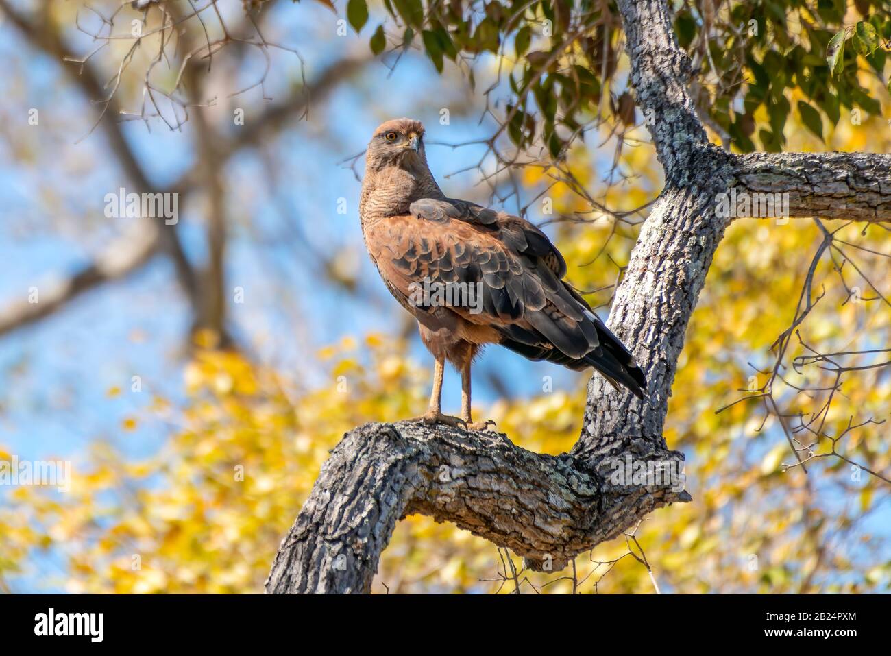Savanna hawk hi-res stock photography and images - Alamy