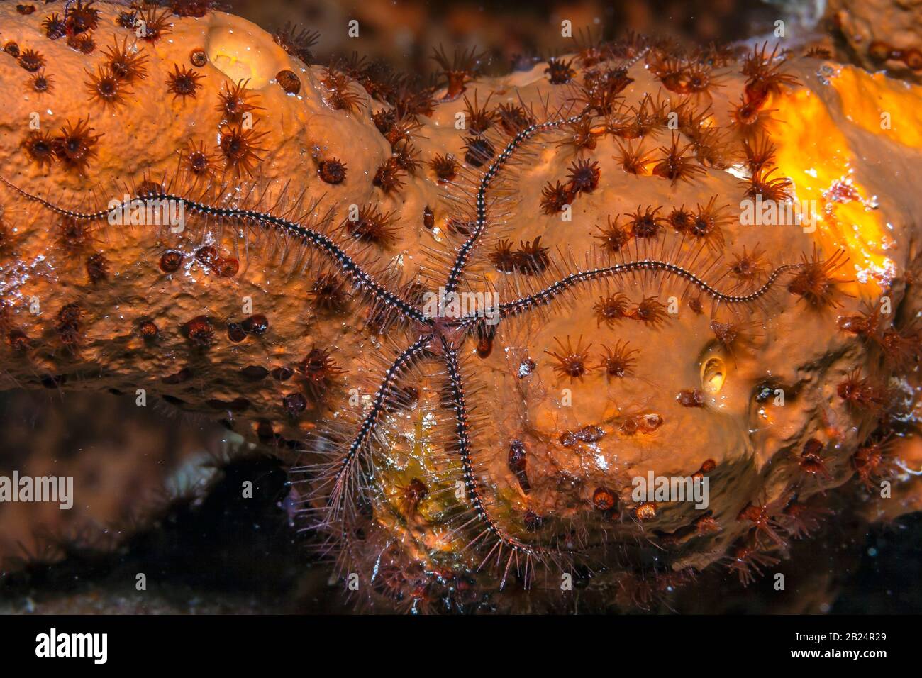 Ophiuroidea hi-res stock photography and images - Alamy