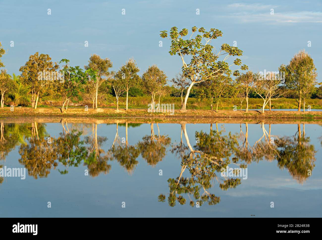 Trees of the pantanal hi-res stock photography and images - Alamy