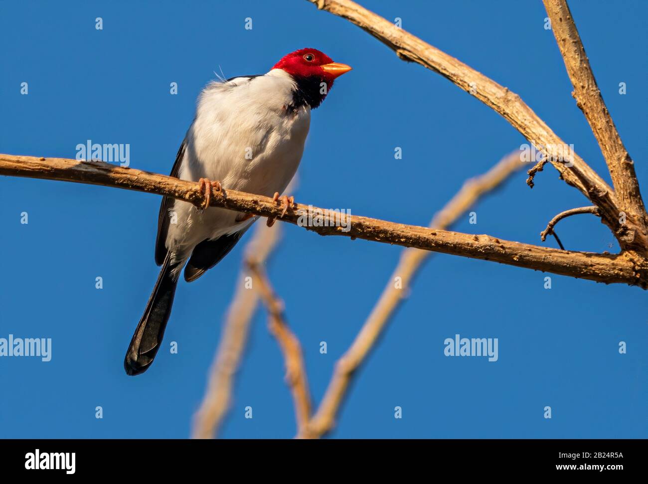 Yellow billed cardinal hi-res stock photography and images - Alamy