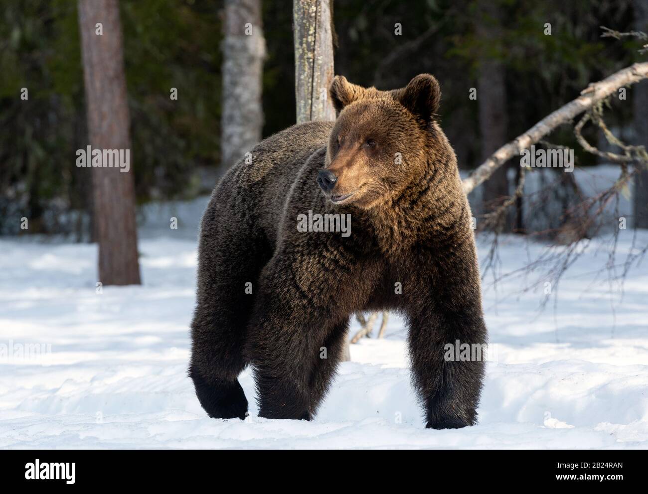 Wild adult brown bear in winter forest. Front view. Brown bear ...
