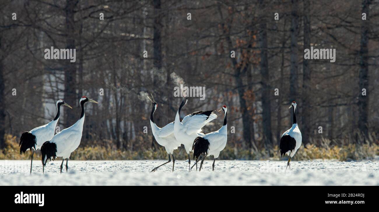 Dancing Cranes. The ritual marriage dance of cranes. The red-crowned ...
