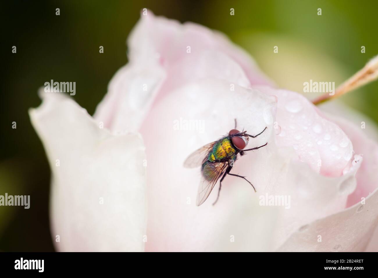 Raindrop on rose hi-res stock photography and images - Alamy